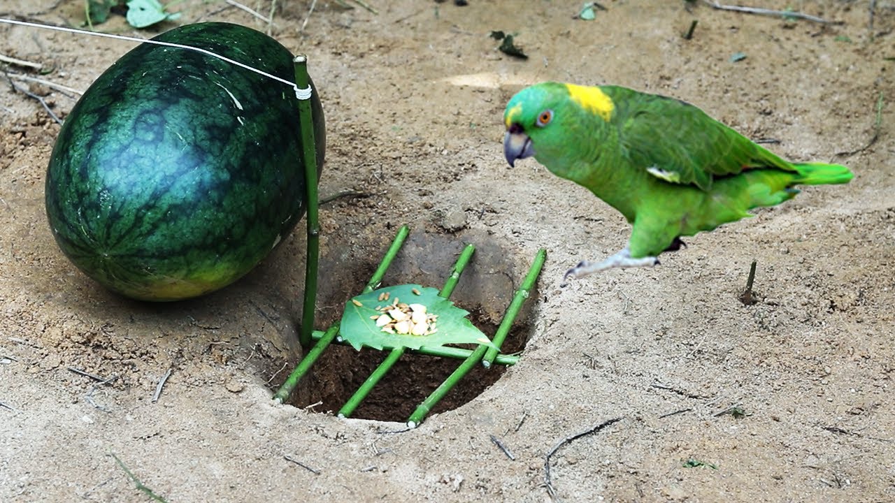 Simple Parrot Trap Using Watermelon | Rolling Parrot Trap in Hole - YouTube