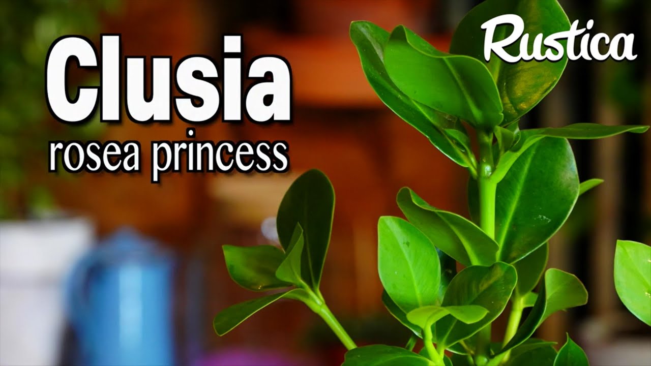 Clusia rosea Princess - YouTube