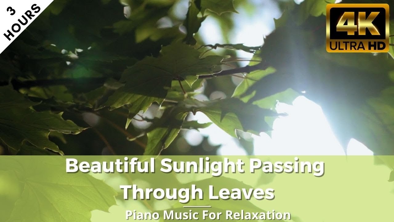 🎵 Beautiful Sunlight Passing Through Leaves - Relaxing Music ...