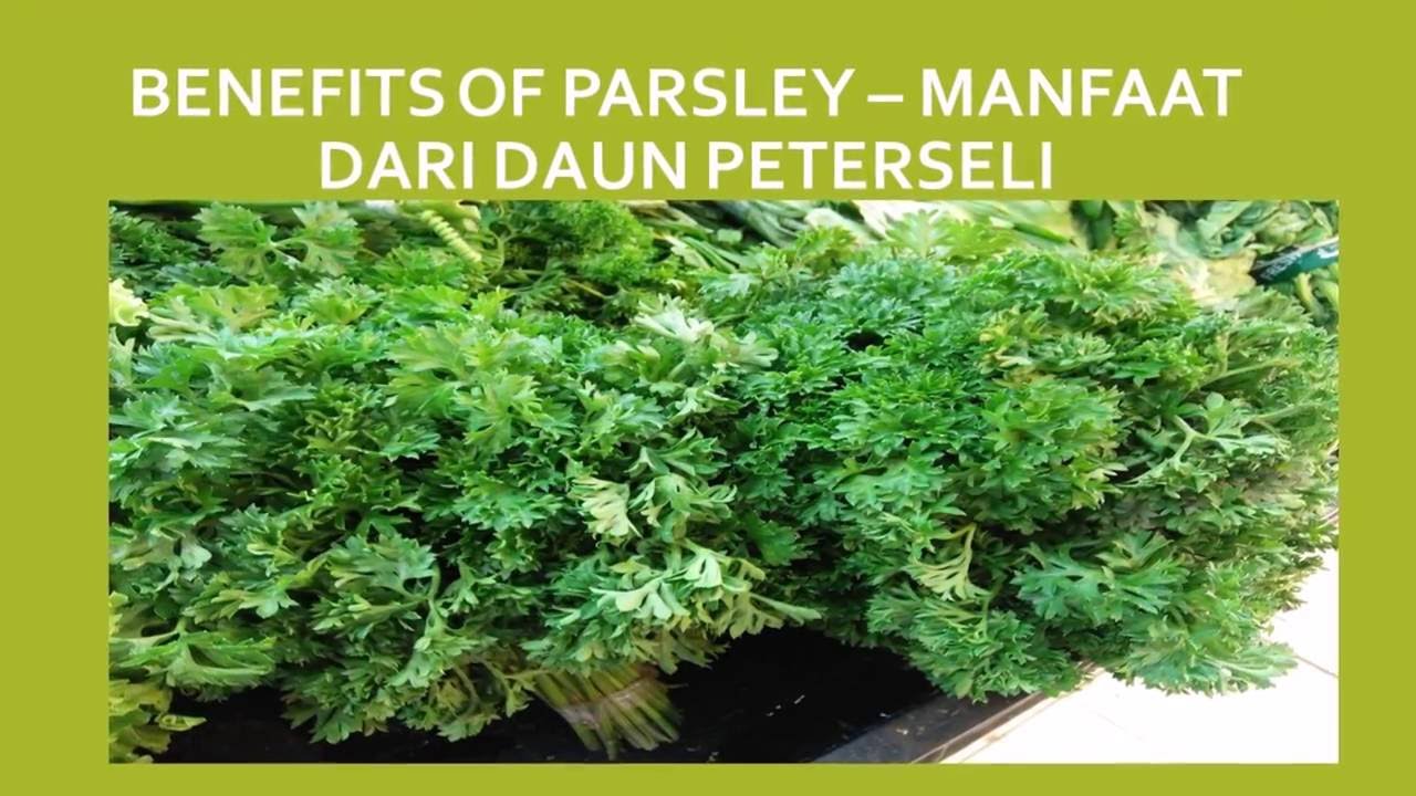 BENEFITS OF PARSLEY - MANFAAT DARI DAUN PETERSELI - YouTube