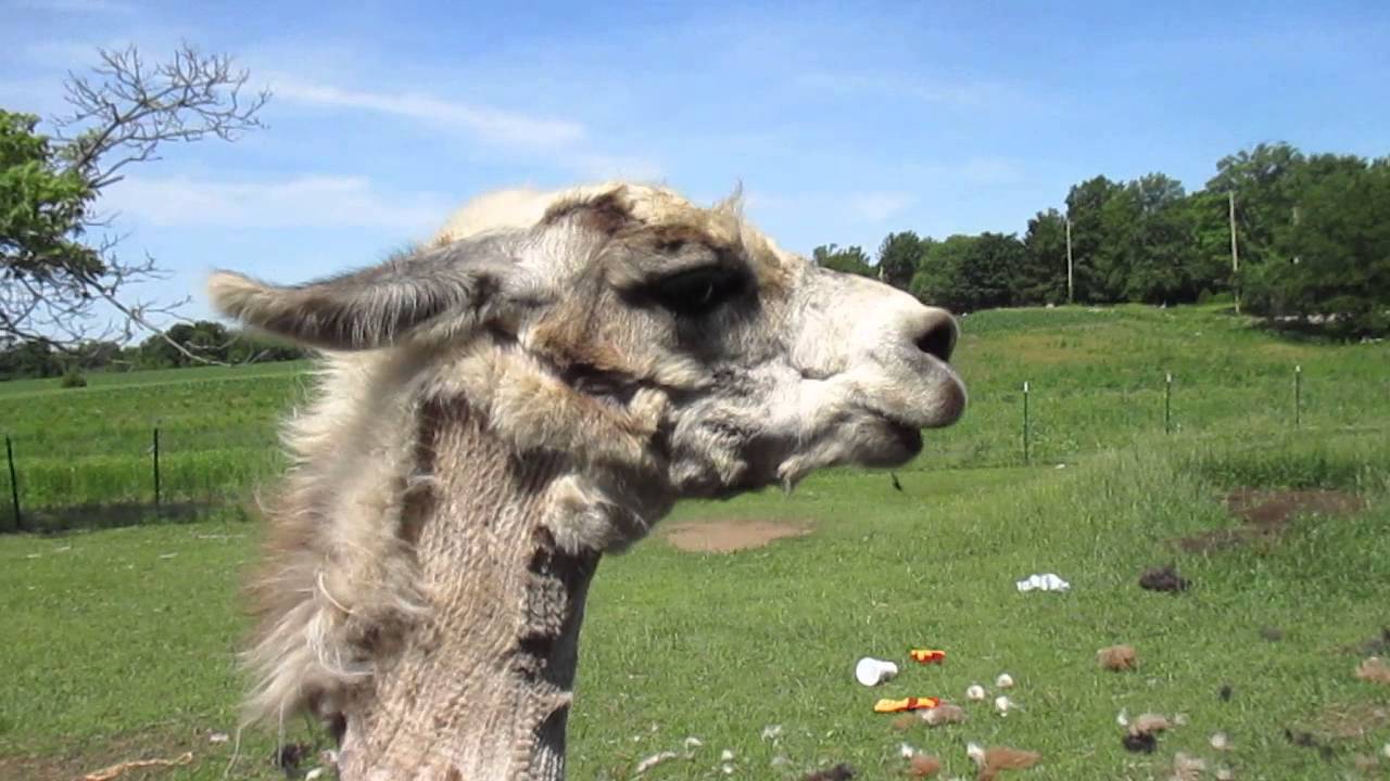 Drugged Up Llama Makes Funny Grunting Sounds - YouTube