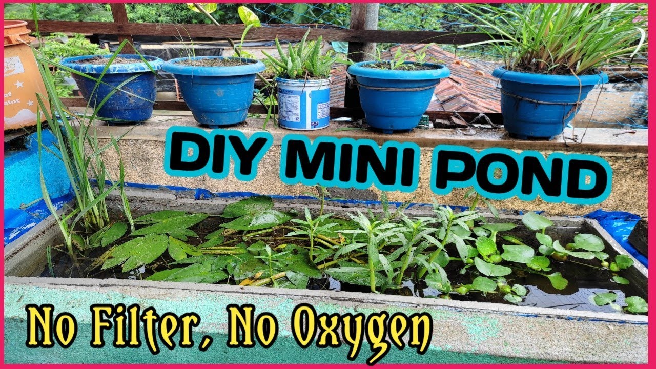 Low Cost Mini Pond Setup with Native Plants. Rooftop Pond. No filter ...
