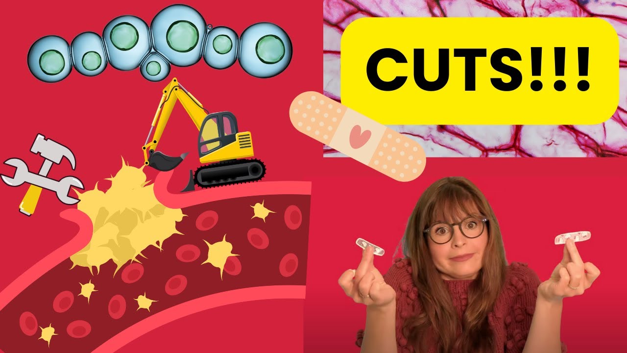 How Do Cuts Heal? | Ms Mac Explains | Early Science Learning - YouTube