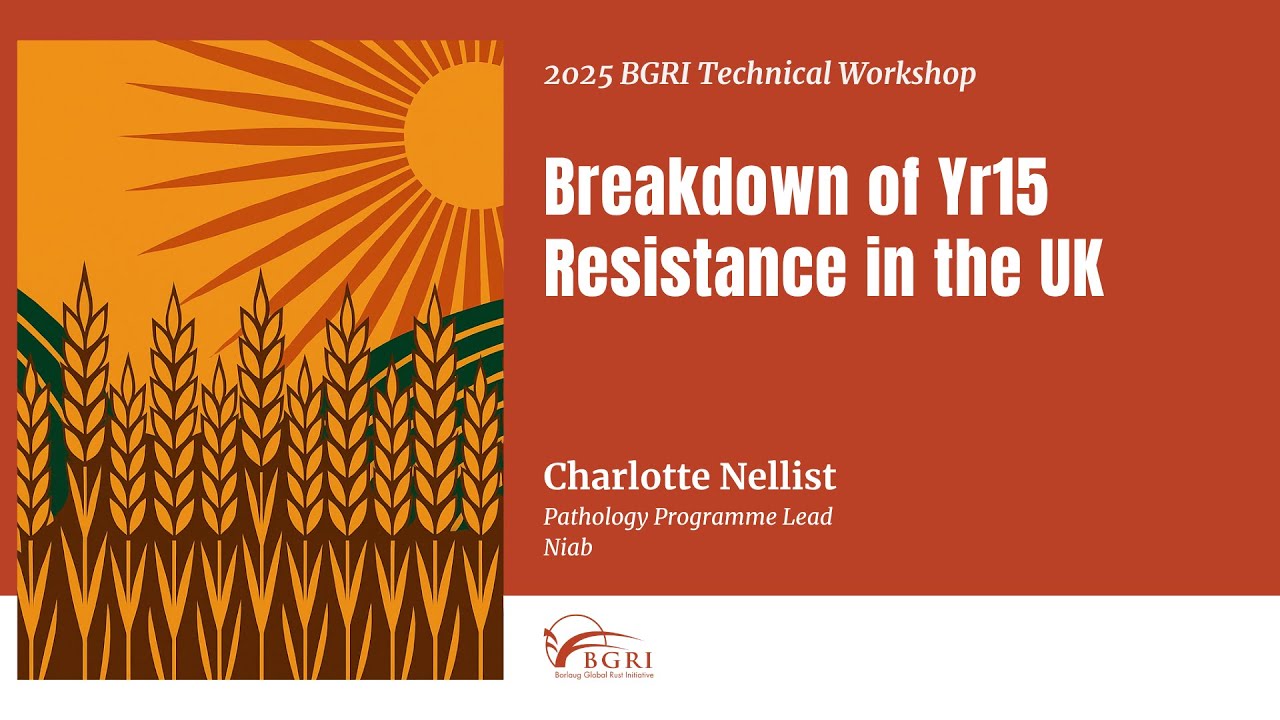 Breakdown of Yr15 Resistance in the UK - YouTube