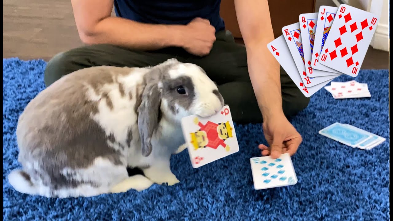 Playing cards with rabbit in Quarantine - YouTube