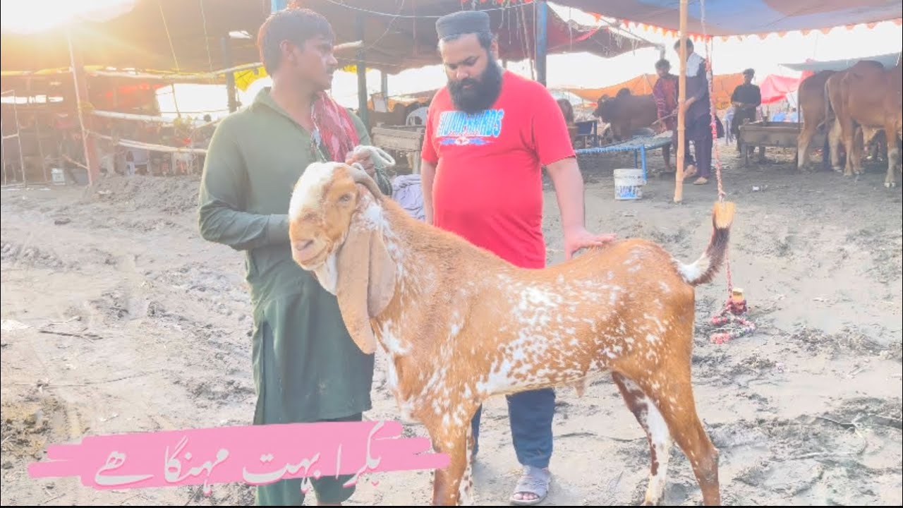 Bakra Mandi 2023.. 130000 Ka Bakra - YouTube