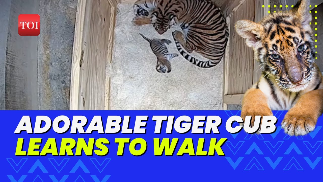 Like a Boss: Adorable Newborn Tiger Cub learns to walk - YouTube