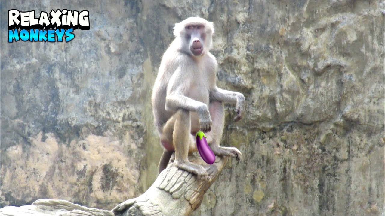 Monkey Chilling and Relaxing - YouTube