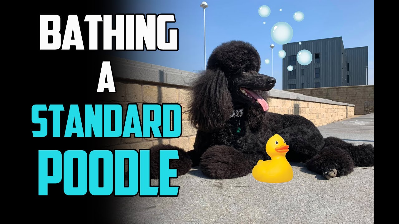 Bathing A Standard Poodle - YouTube