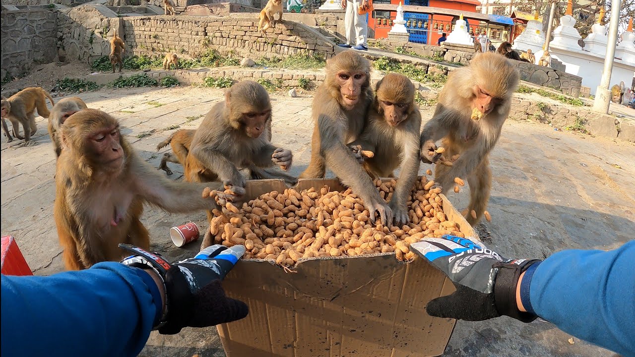 caring wild monkey and feeding peanuts - YouTube