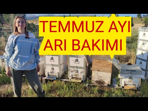 TEMMUZ AYI ARI BAKIMI 🐝OĞUL ARI HAKKINDA BİLGİLER 🐝 YENİ BAŞLAYANLAR MUTLAKA İZLEYİN 🐝#arıcılık#bee