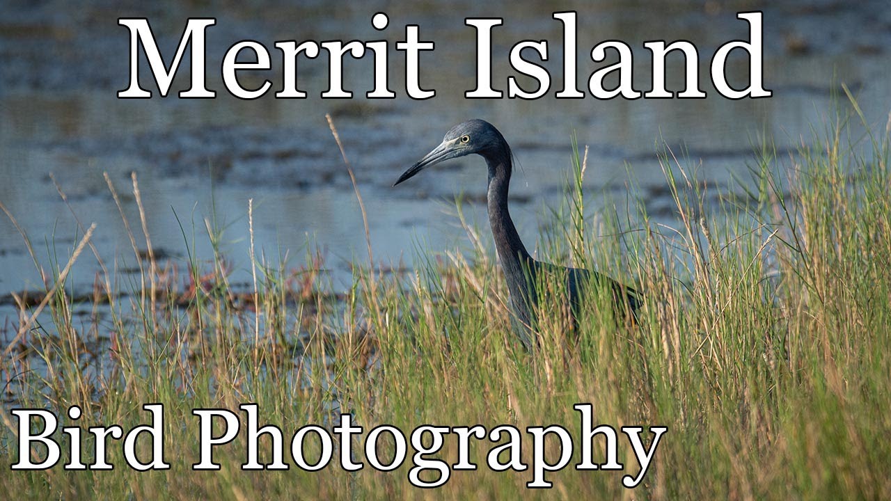 Merritt Island Bird Photography • Z50 & D500 • 18-400 & 200-500 - YouTube