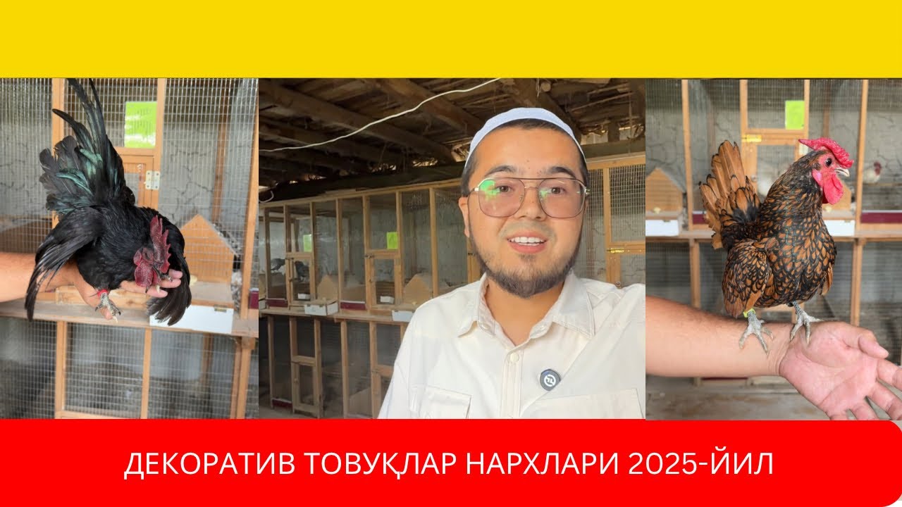 DEKORATIV TOVUQLAR | FARG’ONALIK AKANING TOVUQ XONASI. - YouTube