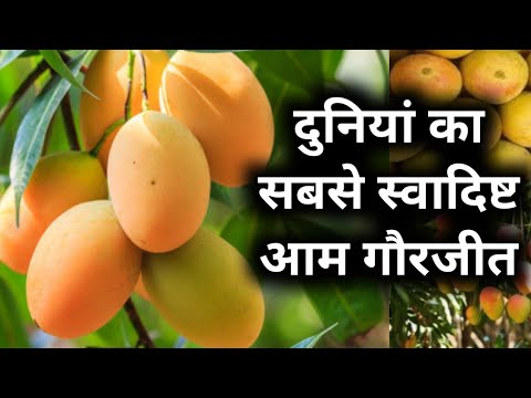 जानें दुनियां के सबसे स्वादिष्ट, सुगंधित आम गौरजीत की बागवानी कैसे करें ...