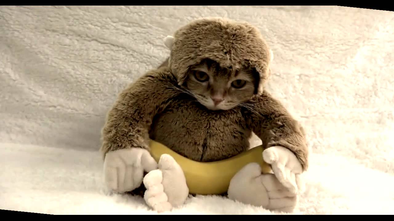 Cat disguised in chimp - YouTube