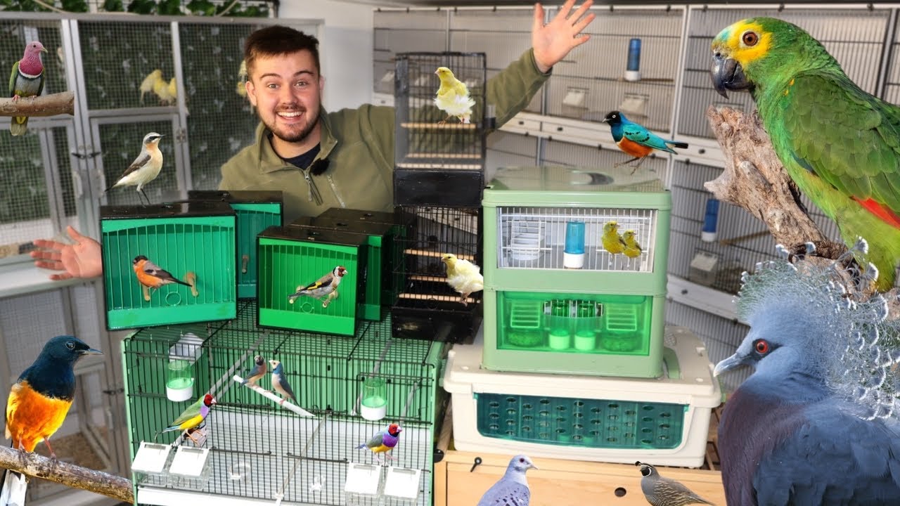 My Stafford Bird Show PREPARATIONS - YouTube