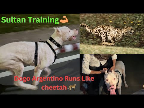 Dogo Argentino runs like cheetah 🐆 || Training Bhari padh gayi sultan ko 😔