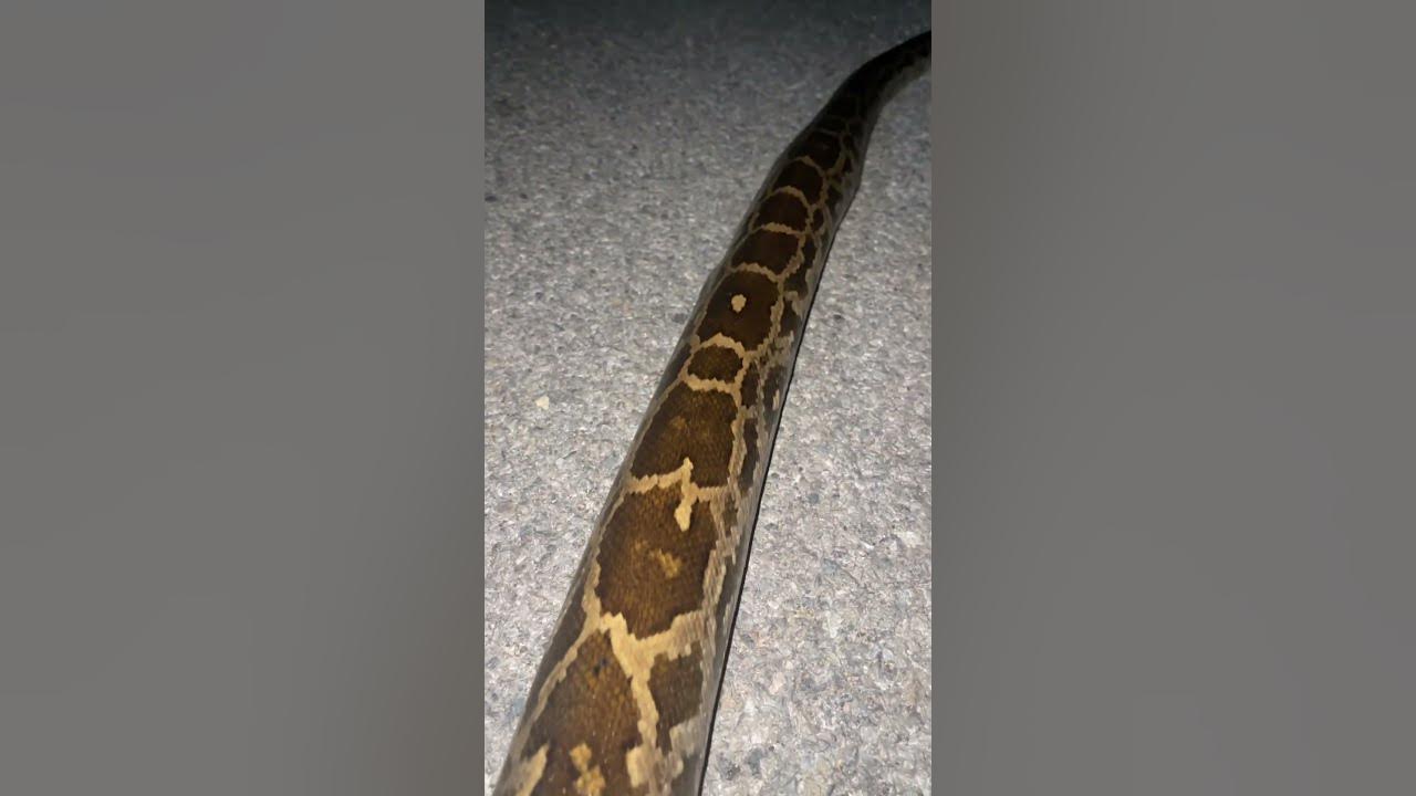 Python crossing the road. Drive safe and cautious. #animals # ...