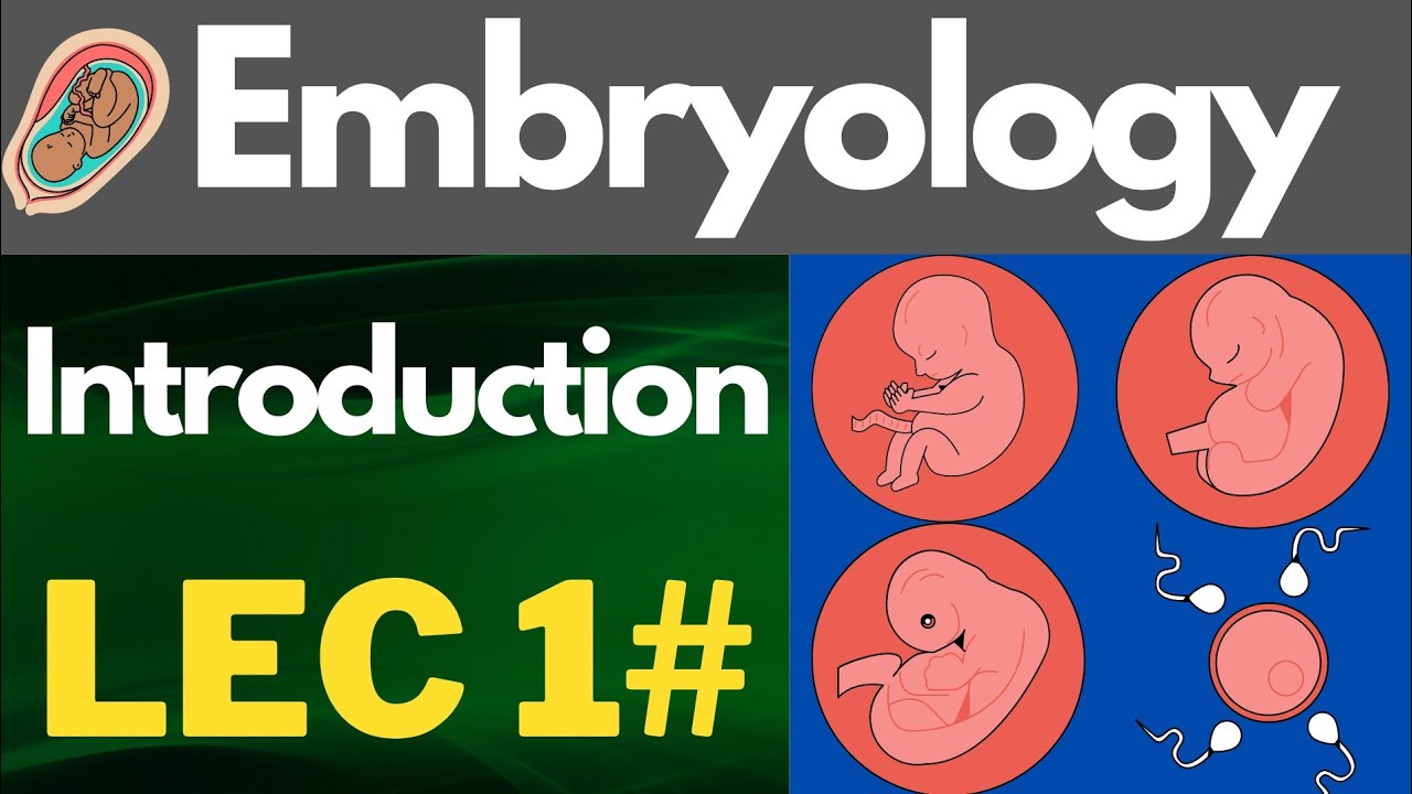 Embryology_Introduction Lec1# - YouTube