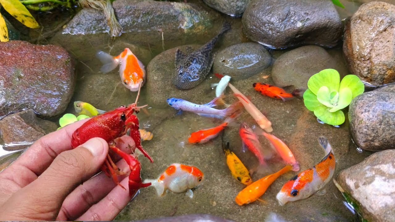 Find millions of colorful ornamental fish and millions of other animals ...