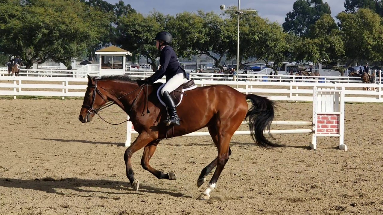 Caitlin Green Rider Hunter 1st place 12-14-2019 - YouTube