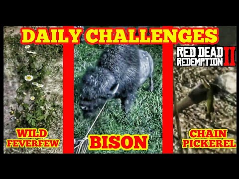 Daily Challenges WILD FEVERFEW BISON CHAIN PICKEREL Red Dead Online ...