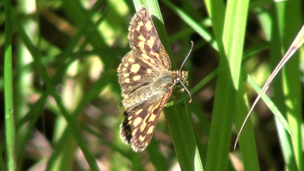 Arctic Skipper Butterfly (Hesperiidae: Carterocephalus palaemon ...