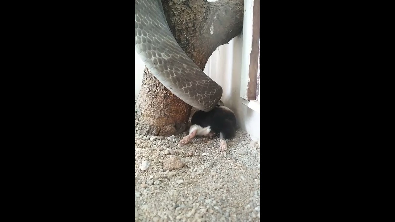 Black mamba finish to eat mouse in 13 minute only look this video - YouTube