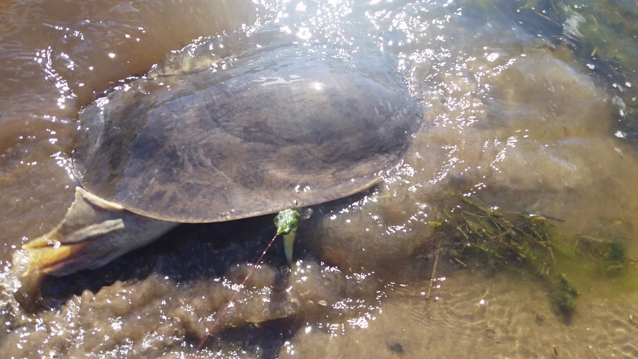 Softshell Turtle Fishing - YouTube