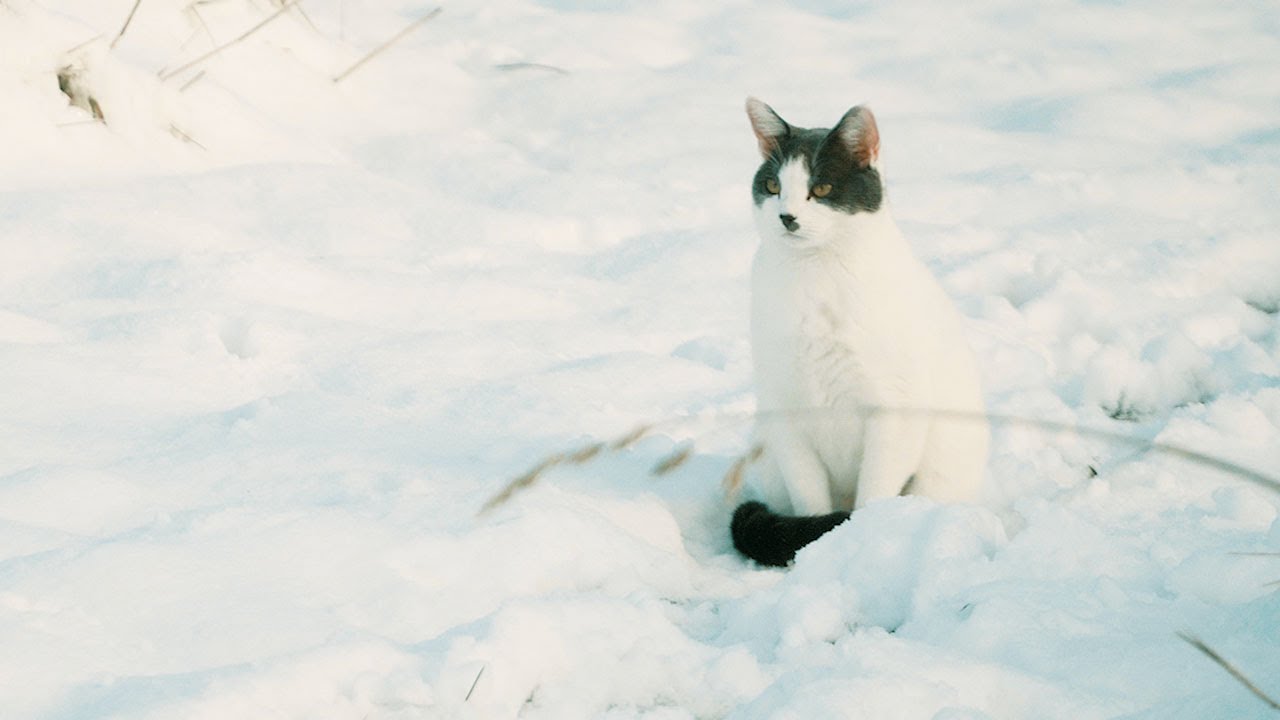 Tinky the Cute Cat Plays in the Snow - YouTube