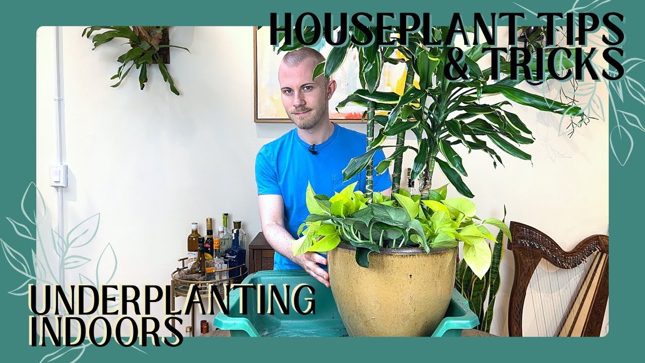 Underplanting With Indoor Plants | Houseplant Tips & Tricks Ep. 22 ...
