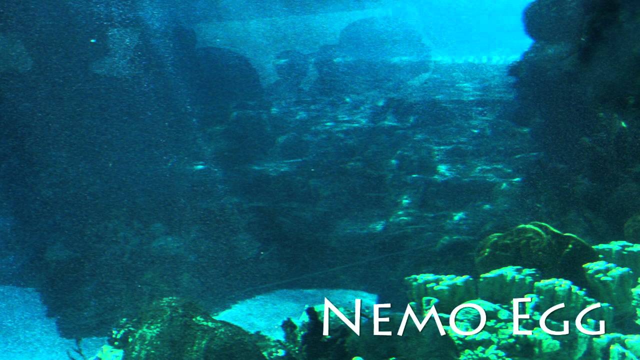 Finding Nemo Theme: Nemo Egg - Thomas Newman - Michael J. Linn - YouTube