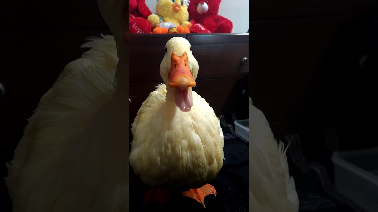 My cute duck yawning 😪 - YouTube