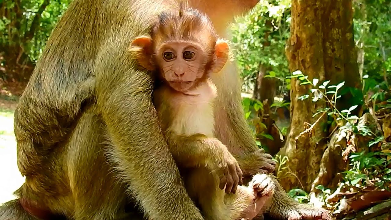 Lovely baby monkey Baron pick up natural food, Baron so happy to find ...