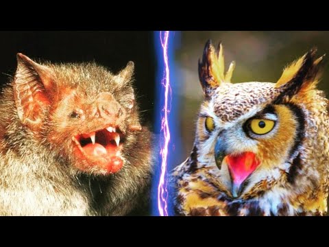 Owl vs Bat - YouTube