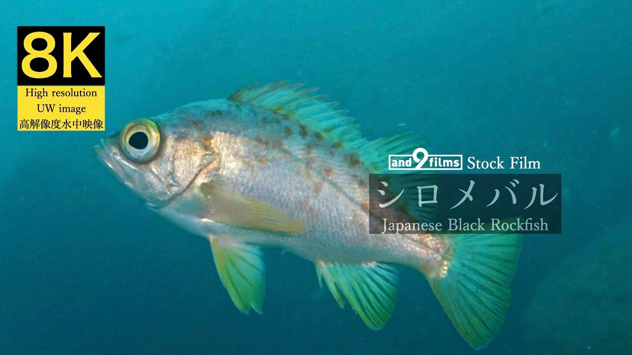 【8K 水中映像】シロメバル / Japanese Black Rockfish / Sebastes cheni - YouTube