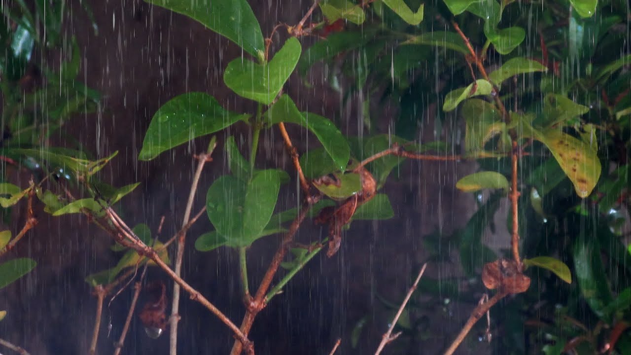 Heavy Rain & Thunder Sounds to Help You Sleep Peacefully and Wake Up ...