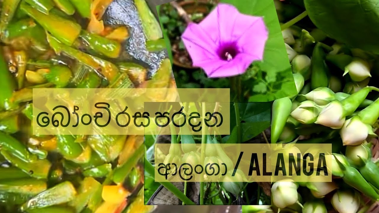 බෝංචි රස පරදවන ආලංග මාලුව හදමුද | Alanga recipe | Sri lankan ...