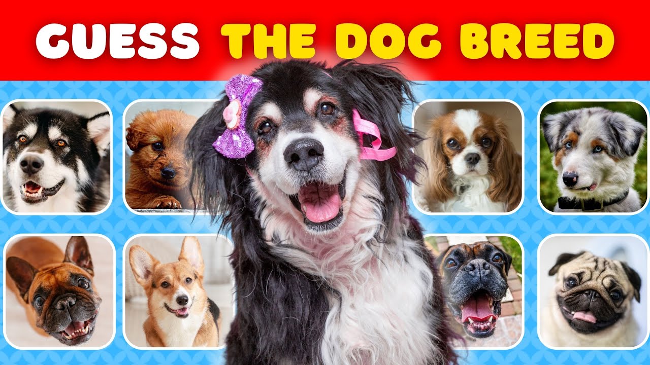 Guess the Dog Breed Quiz 🐶 | Small, Medium, Large and Giant! - YouTube