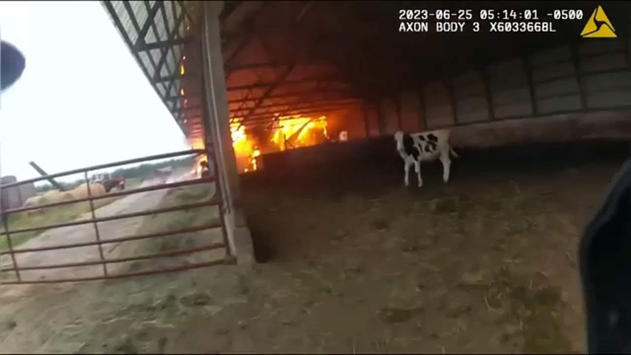 Wisconsin cop rescues cows from burning barn - YouTube