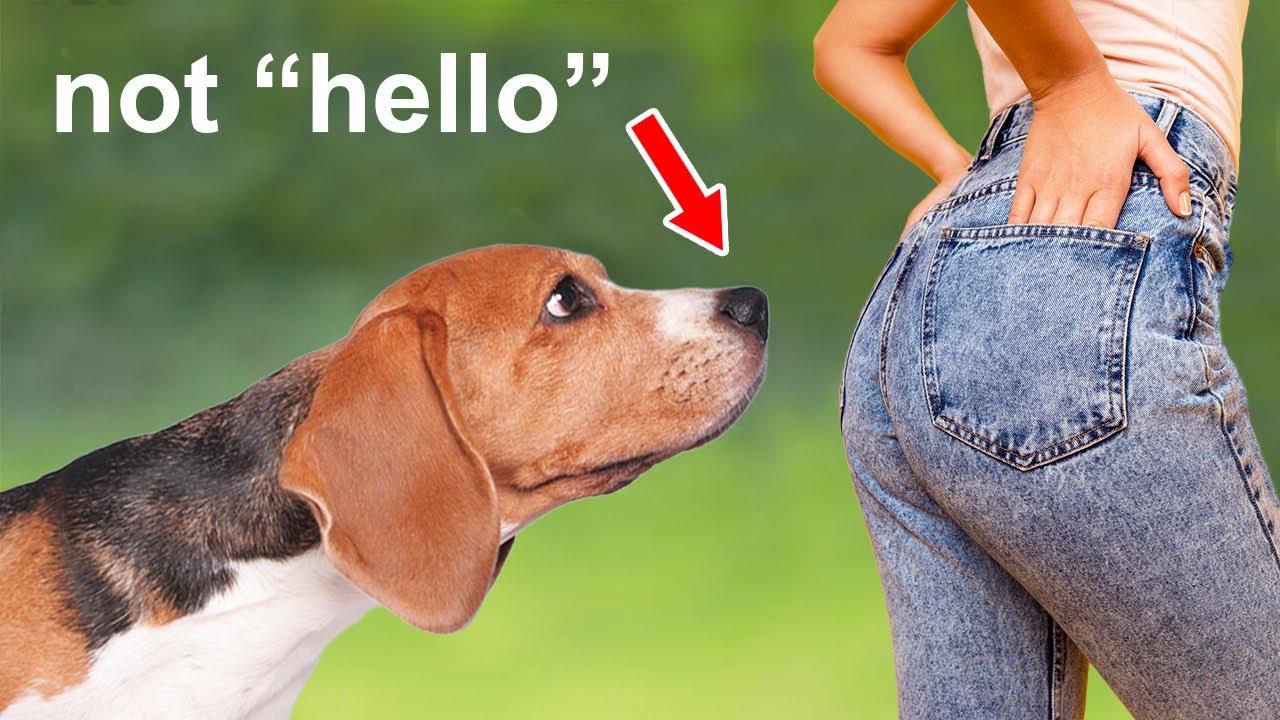 The Real Reason Dogs Sniff Butts Is Weird - YouTube