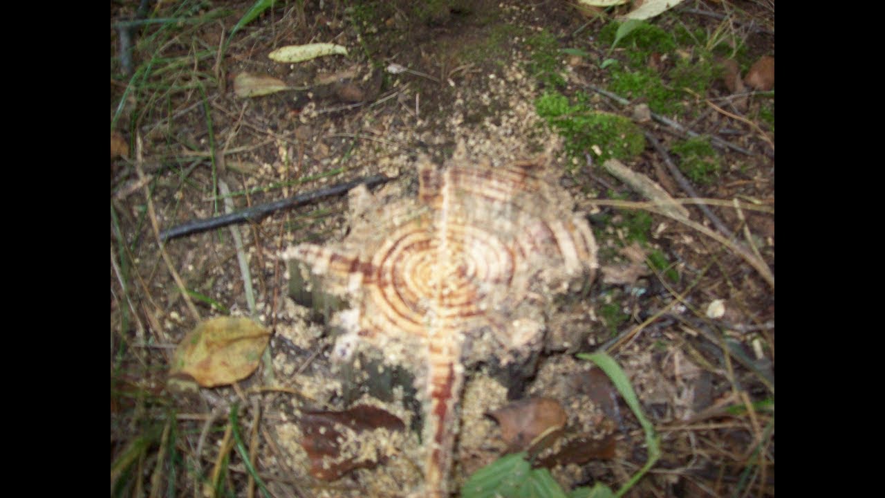 My first fatwood stump. - YouTube