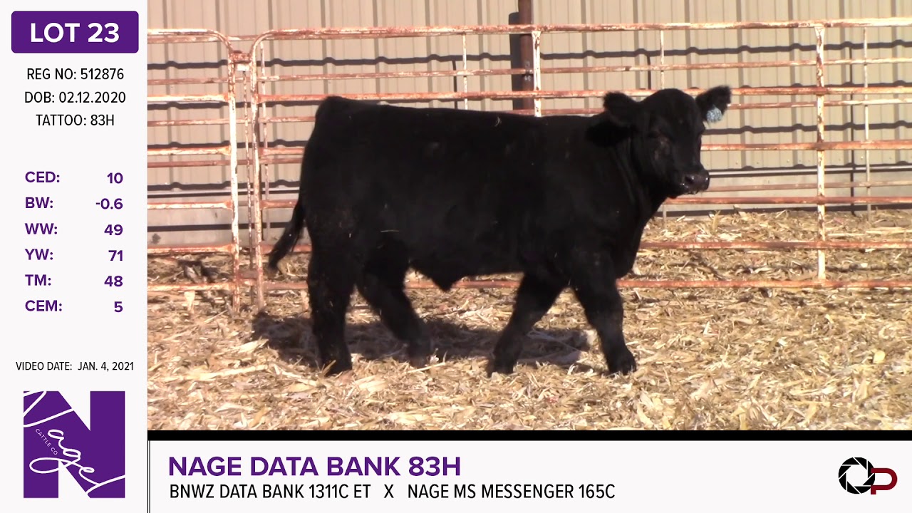 Nagel Cattle Company - Lot 23 - YouTube
