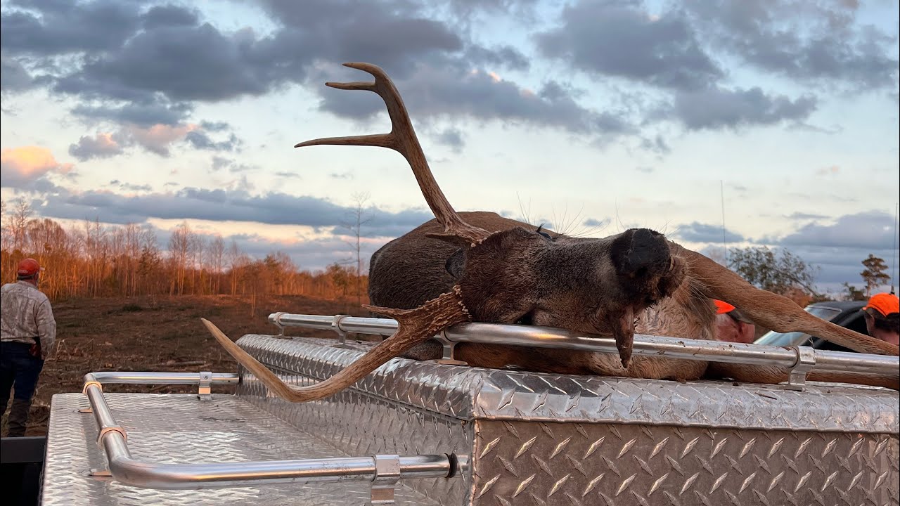 Deer Hunting with dogs - Fork Gun Club #doghunting #beagles # ...