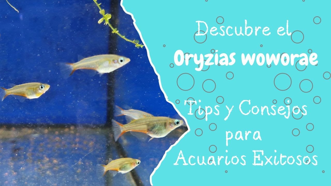Oryzias woworae: Características, Cuidados y Compatibilidad para tu ...