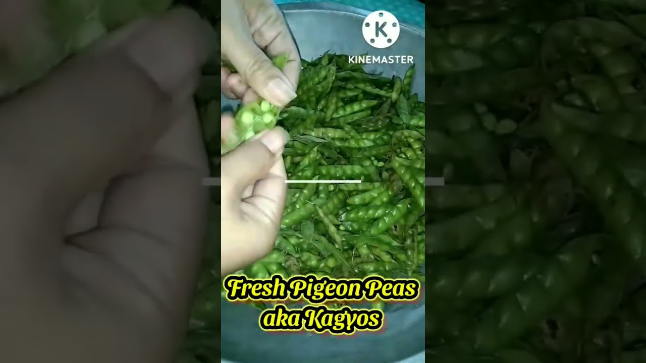 Fresh Pigeon Peas aka Kagyos // #youtubeshorts #trending - YouTube