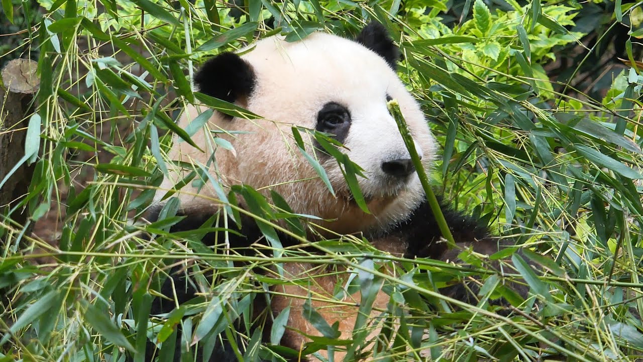 Tourist bursted out a "Guo Lai" HeHua & HeYe got confused, thought it's ...