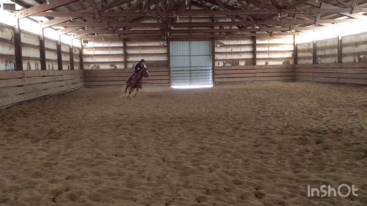 AliCat 4 yr old red Dun filly - YouTube