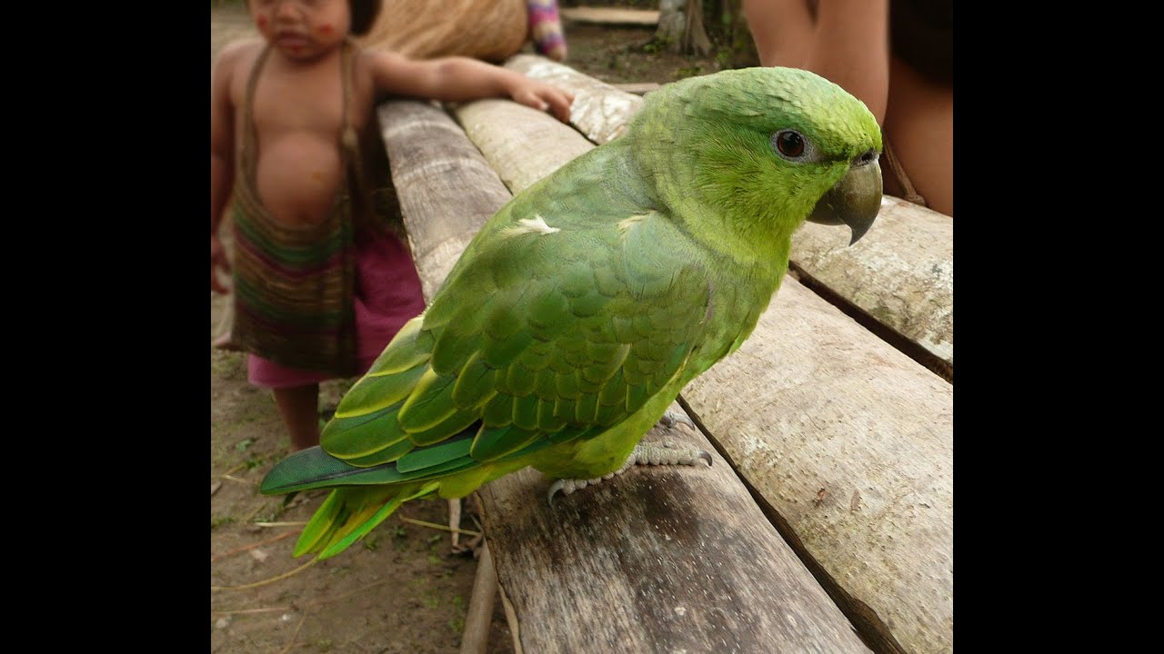 budgies bird information jaane Baji uske bare mein - YouTube
