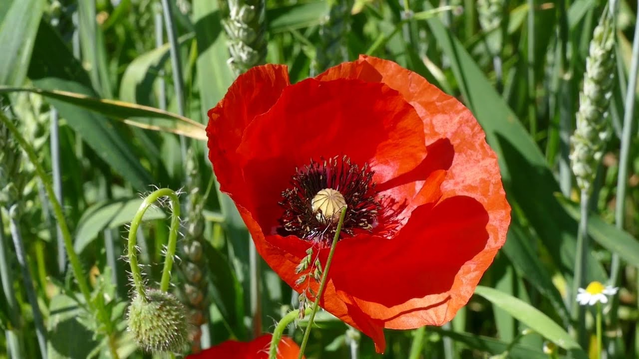 Crvene bulke u žitu - YouTube